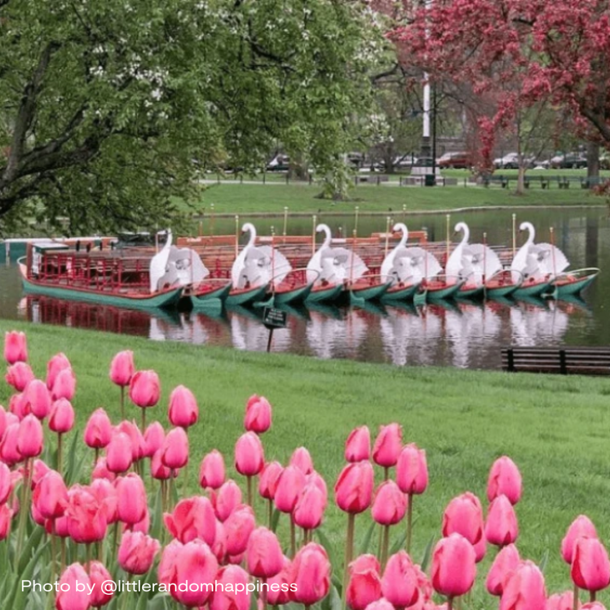 Swan Boats return to the Public Garden